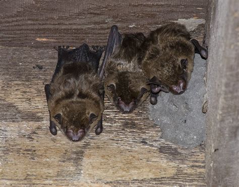 Minnesota Seasons Big Brown Bat