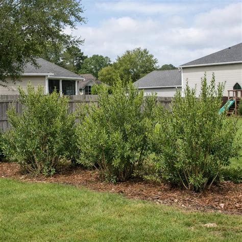 33 Privacy Shrubs You Should Never Plant And What To Use Instead