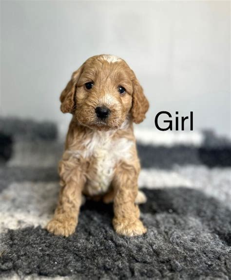 2 Stunning Girls Cockapoos Ready 11th October Cockapoo Puppies For
