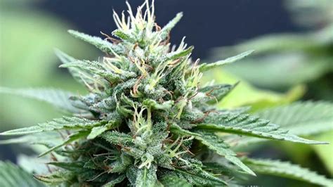 the top 10 best weed strains for sex 2025 herb