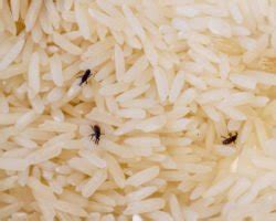 Gorgojos por qué aparecen y cómo acabar definitivamente con ellos Tendenzias