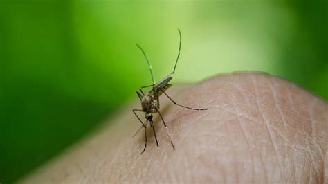 Know The Difference Between Mosquito Borne Diseases