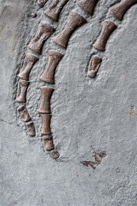 Plesiosaur Fossils Preserve Both Skin And Scales On Ancient Sea Monster