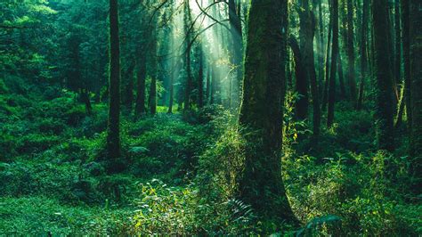 Difference Between Jungle And Forest KaliyahjoysHaas