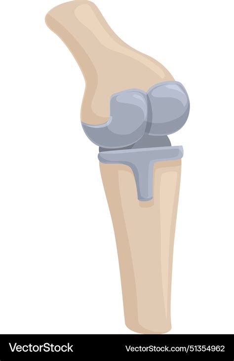 Human Knee Joint Anatomy Royalty Free Vector Image