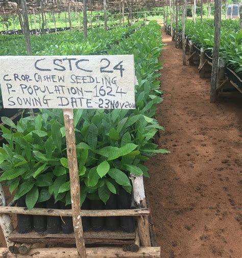 Global Cassava Starch Market Cassava Starch Import And Export In