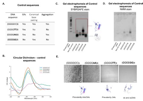 role of base pairing and monomolecular g4s in the aggregation