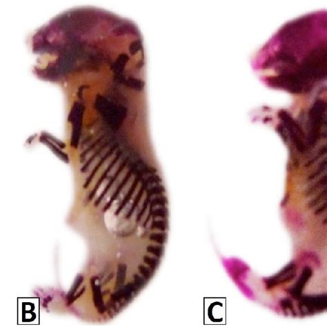 A control skeleton showing well ossified skeleton B from 6 25 μg g