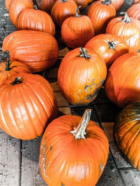 Free Images Farm Fall Decoration Orange Harvest Color Autumn