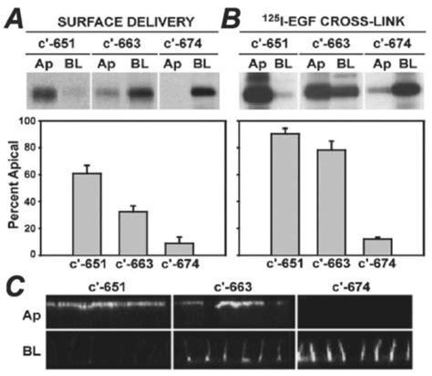 Analysis Of Human Egf Receptors Containing Progressive Juxtamembrane Download Scientific