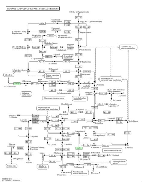 Kegg Pathway Pentose And Glucuronate Interconversions Streptococcus Salivarius Cchss3