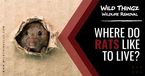 Where Do Rats Like To Live Wild Thingz Wildlife Removal
