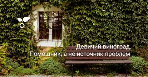 Девичий виноград Помощник а не источник проблем Домашнее озеленение