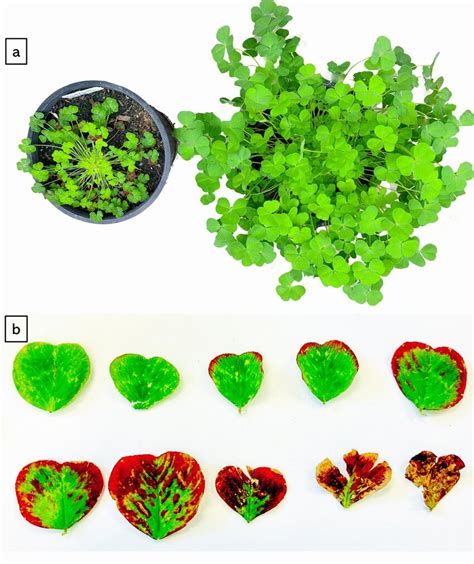 Plant Stunting And Chlorosis And Leaf Margin Reddening In Soybean Dwarf