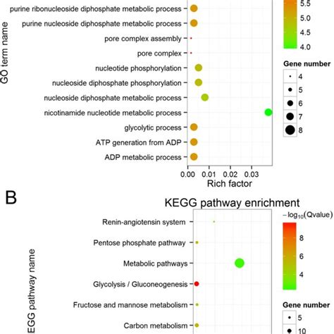 A B The Go Term And Kegg Pathway Enrichment In Rna Seq Gene Number Download Scientific