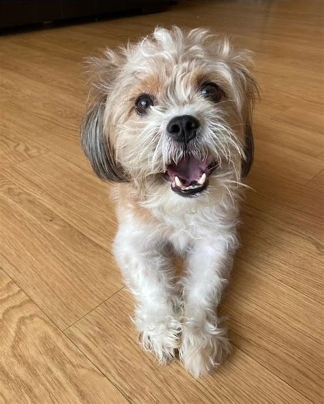 시츄믹스 금동 강아지 책임분양♥ 아이조아 유기방지입양 파양 강아지보호소 고양이보호소 무료분양센터