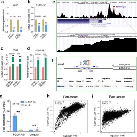 Lncrna Fgd5 As1 Is Required For Gastric Cancer Proliferation By