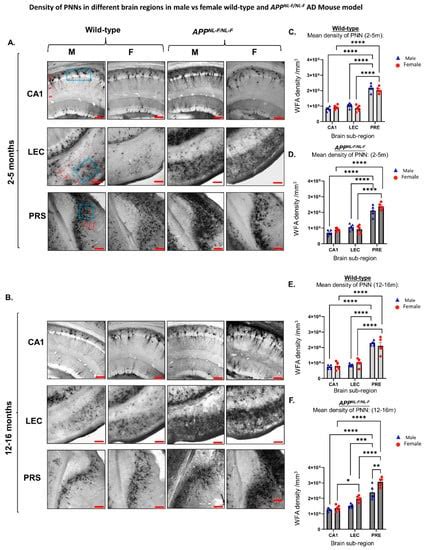 Ijms Free Full Text Age Dependent Sex Differences In Perineuronal
