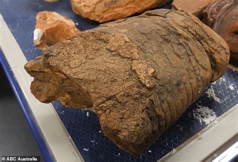 Fossils Of Vicious 8ft Long Predator That Stalked Oceans 460 Million