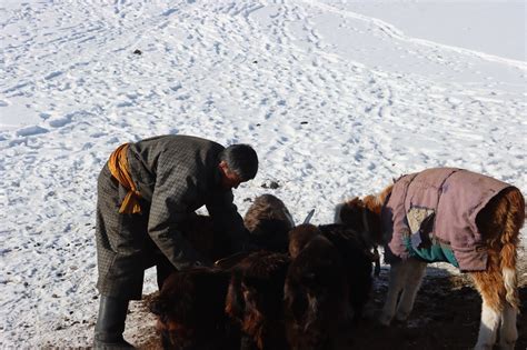 Хүүхдийг Ивээх Сан зудад өртсөн малчин өрхүүдэд хүмүүнлэгийн тусламж