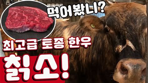 모르는 사람이 더 많은 동요 속 얼룩소 직접 보고 맛보고~ 얼룩소 호반우 한우 고성 칡소 Youtube