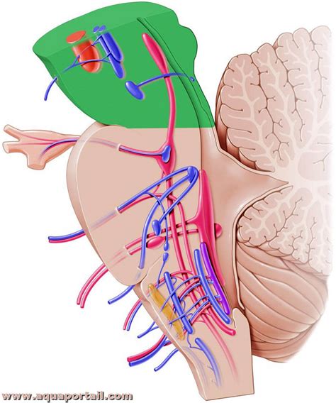 Mésencéphale Définition Et Explications