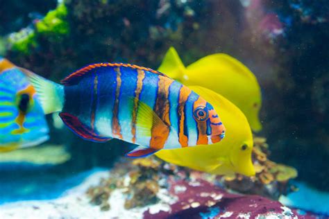 Stunning Photos Of Different Types Of Wrasse Fish