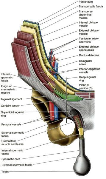 Inguinal Canal 2 Gross Anatomy Human Body Anatomy Muscle Anatomy