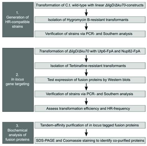 Schematic Overview Of The Experimental Steps Needed To Generate Verify Download Scientific