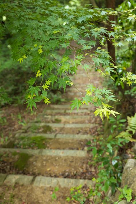 2022年新緑の京都・海住山寺の壁紙 計21枚 壁紙＆日々駄文