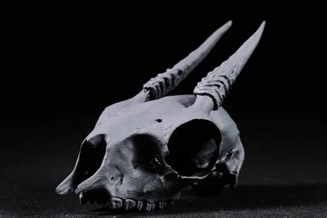 Dik Dik Skull 3d Model By Lanternlore On Thangs