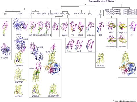 Extending The Structural View Of Class B GPCRs Trends In Biochemical Sciences