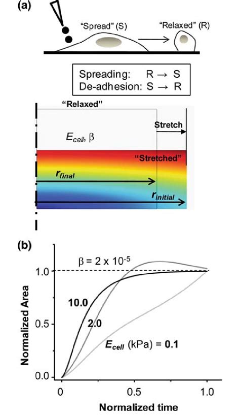 Finite Element Model Of De Adhesion Effect Of Cell Stiffness A