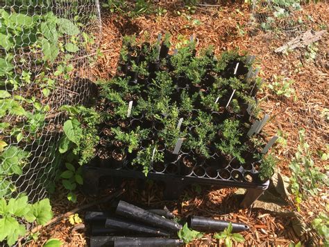 Growing A Sequoia In Zone 5 First Results From The Iowa Sequoia Park