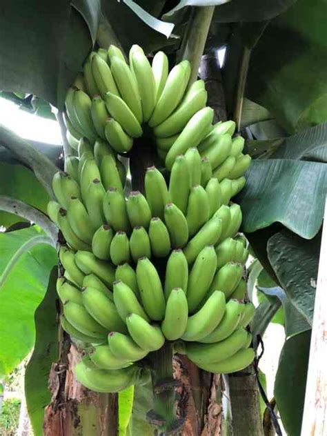 台灣好蕉情 Go Bananas！ 華山1914文化創意產業園區