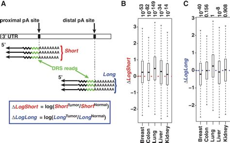 Polyadenylation Site Usage Reveal Up Regulation Of Short Isoforms In Download Scientific