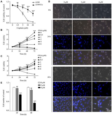 Gna Inhibits The Cell Growth Of A549 And A549cis Cells A Mtt Assay