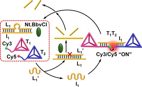 Gated Transient Dissipative Dimerization Of Dna Tetrahedra
