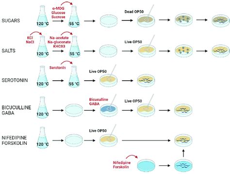 Schematic Representation Of The Protocols Described Here Download