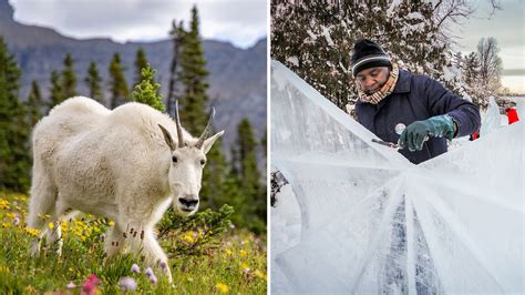 Kenyan Ice Sculptor Activist Nurse Triumphant Goats Goats And Soda