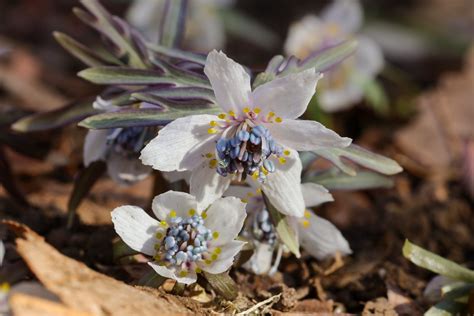 Eranthis Pinnatifida Flickr