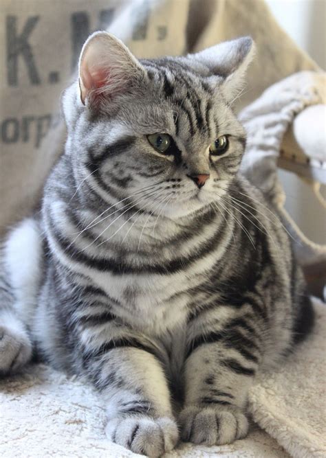 British Shorthair Price In India