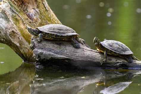 빨간 귀 테라핀 거북이 Aka 연못 슬라이더 Trachemys 스크립타 예쁜 꼬마 거북이에 대한 스톡 사진 및 기타 이미지