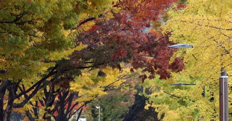 포토 형형색색 단풍