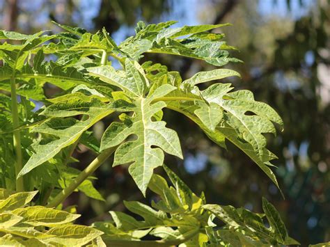 14 Top health benefits of Papaya | HB times
