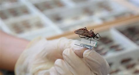Acre Notifica Surto De Doença De Chagas Aguda Em Cidade Do Interior