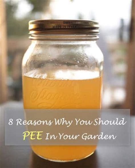 8 Reasons Why You Should Pee In Your Garden Homestead And Survival