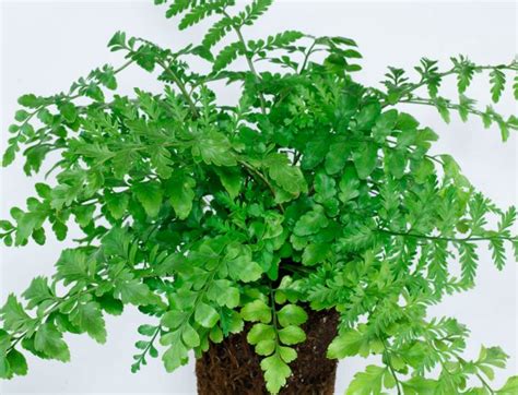 Asplenium Home Care Replanting And Propagation Species