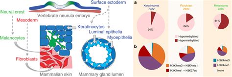 Dna Methylation Signatures Of Embryonic Surface Ectoderm And Human Skin Cells Wang Lab