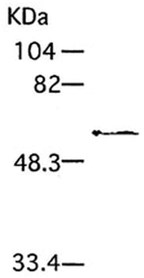 Anti Mt1 Mmp Ab 3 Mouse Mab